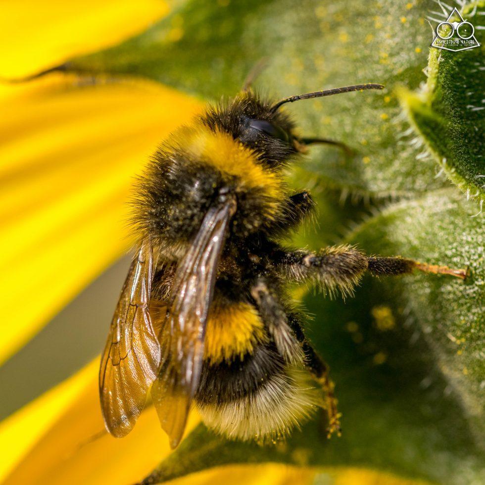 Le bourdon cul blanc - Ambleteusenature