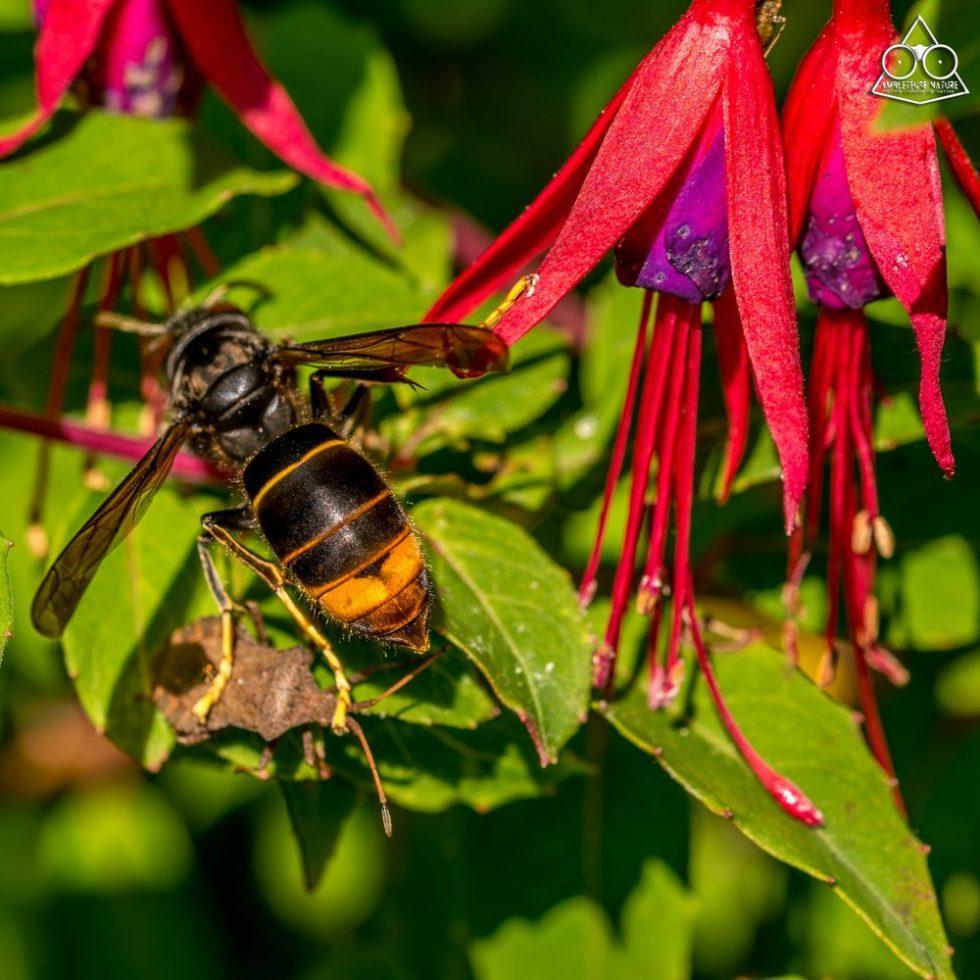 Le frelon asiatique - Ambleteusenature