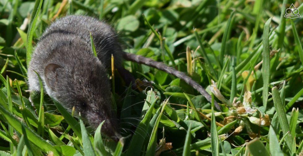 La musaraigne, un insecticide sur pattes | Ambleteusenature